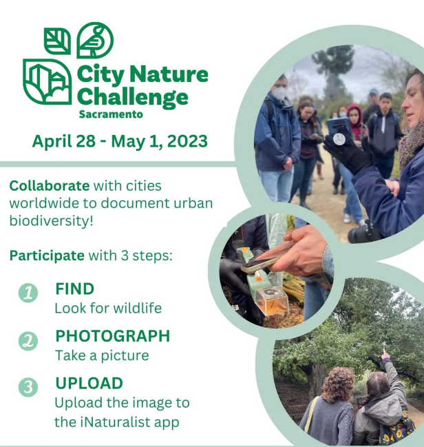 City Nature Challenge – Sacramento Park City